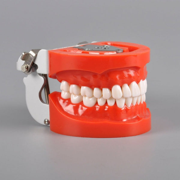 W8010 Standard Dental Model with 32 Screw-In Teeth
