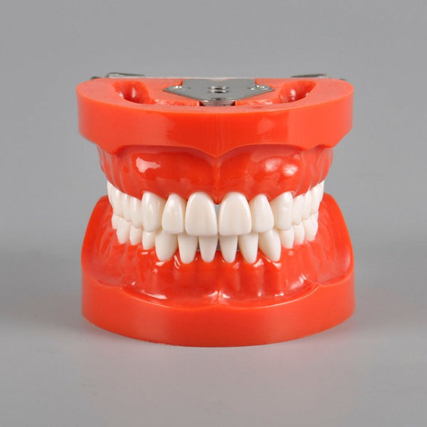W8010 Standard Dental Model with 32 Screw-In Teeth