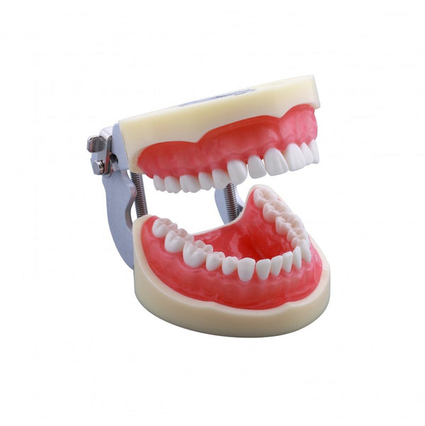 W8012 Standard Dental Model with 32 Screw-In Teeth