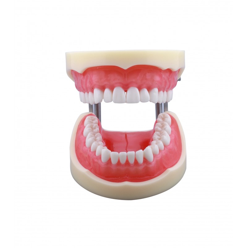 W8012 Standard Dental Model with 32 Screw-In Teeth