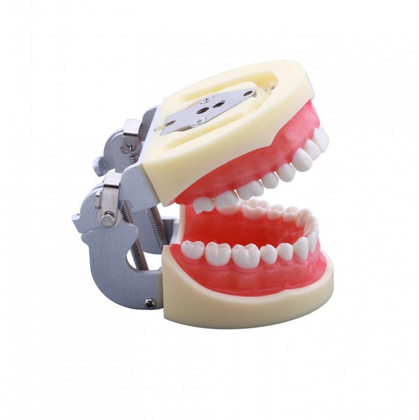 W8012 Standard Dental Model with 32 Screw-In Teeth