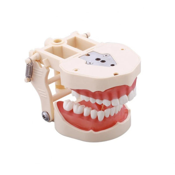 W8014 Standard Dental Model with 32 Screw-In Teeth