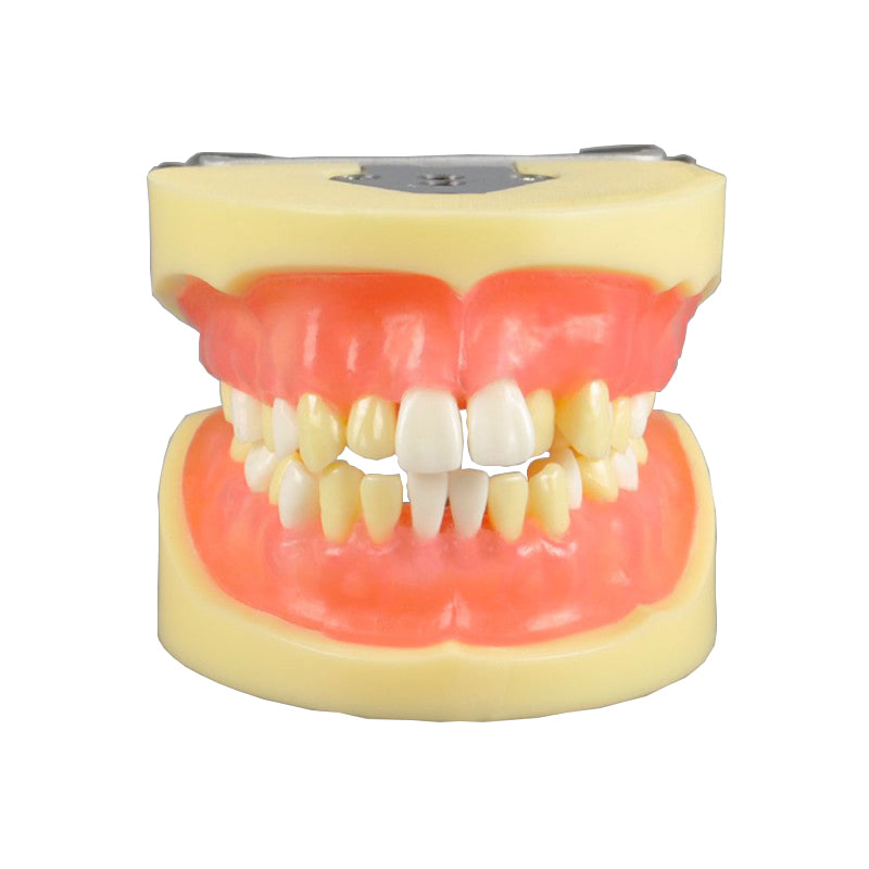 W8016 Dental Extraction Training Model