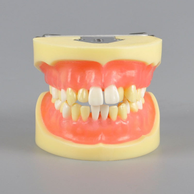 W8016 Dental Extraction Training Model