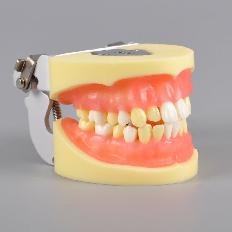 W8016 Dental Extraction Training Model
