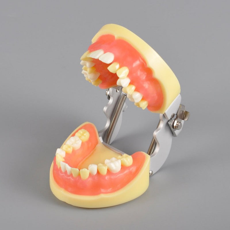 W8016 Dental Extraction Training Model