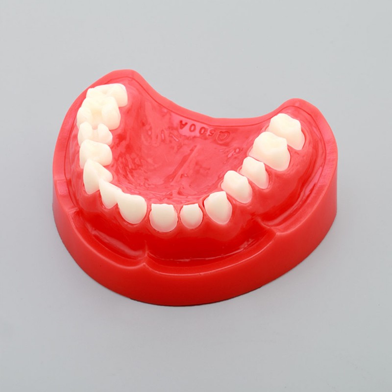 W8027 Preparation Model for Practice – Dr Wong Anatomy